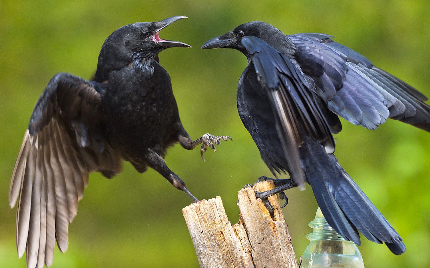 Smart Crows Spot the Differences | God's World News