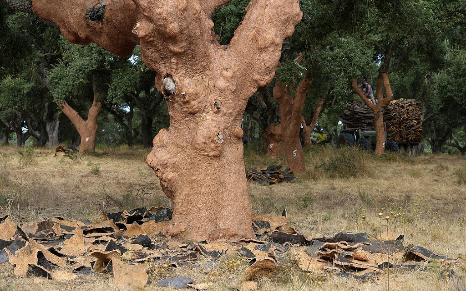 Putting a Cork in Tariffs | God's World News