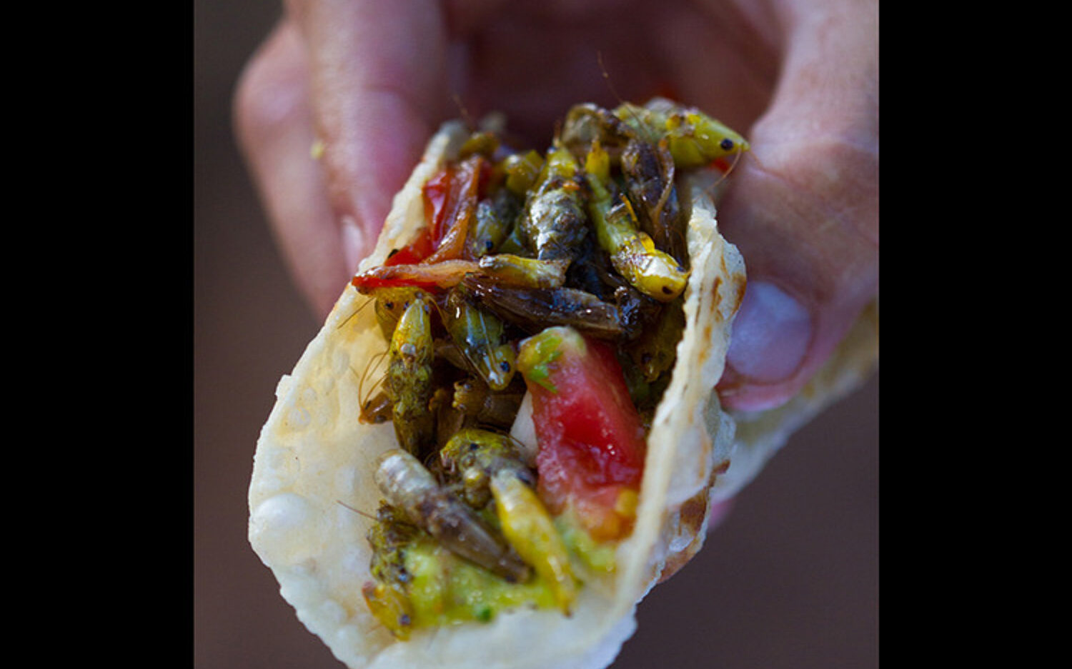 Grasshoppers for Lunch? | God's World News