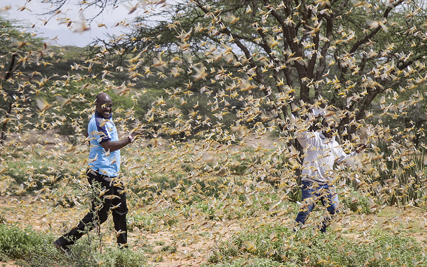 Clouds of Locusts | God's World News