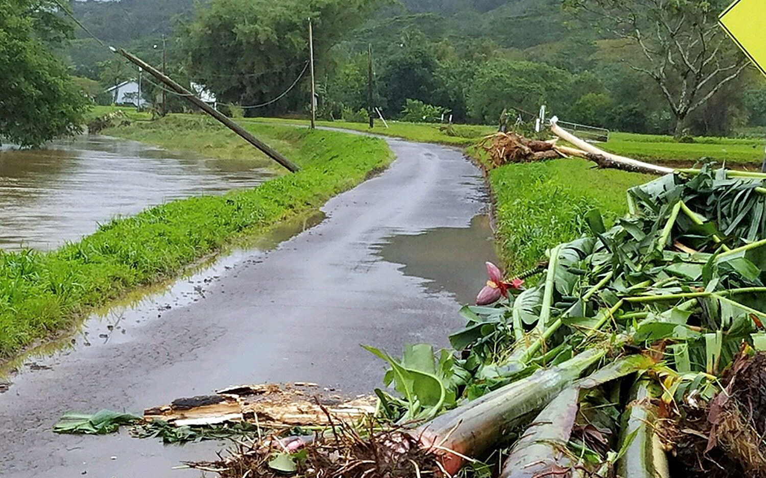Terrible Year for Taro | God's World News