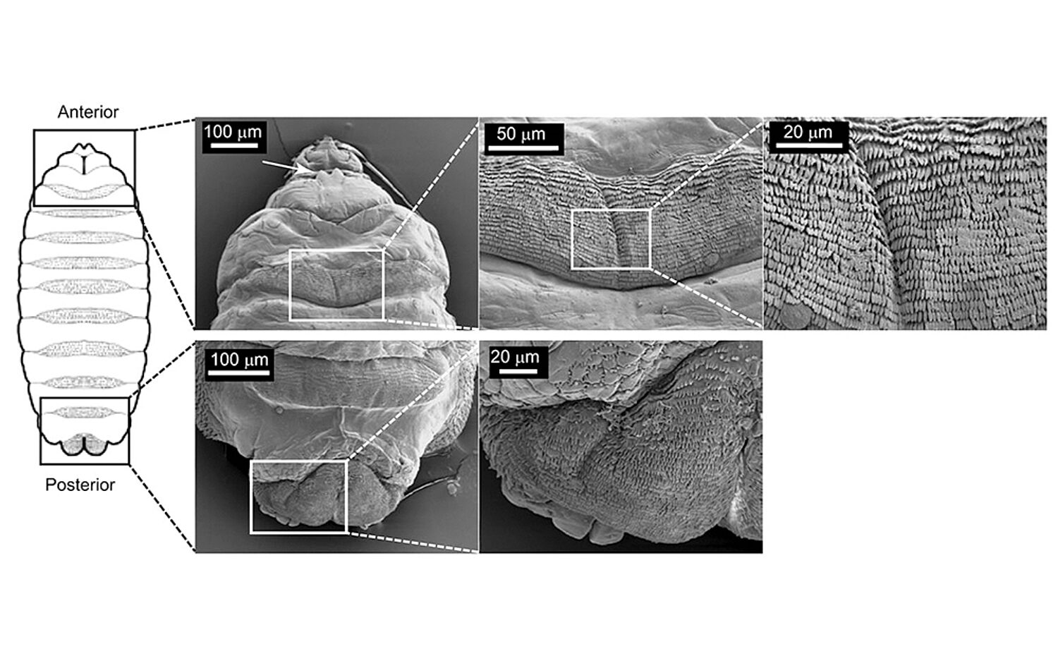 Leaping Maggots! | God's World News