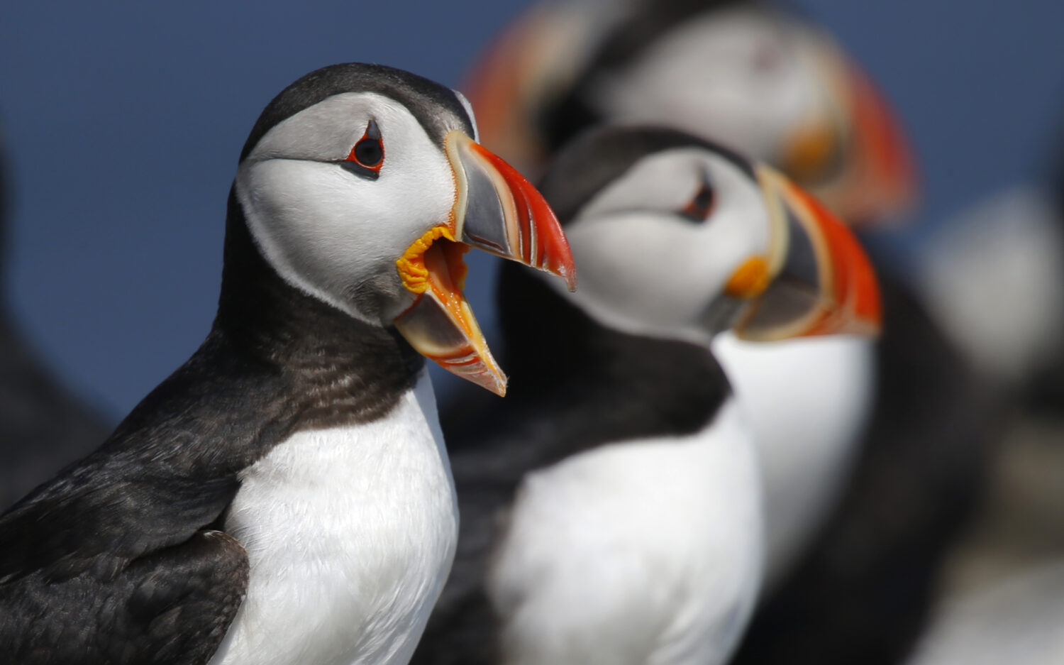 Puffin Rebound | God's World News