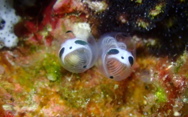 Hello, Sea Squirt! | God's World News