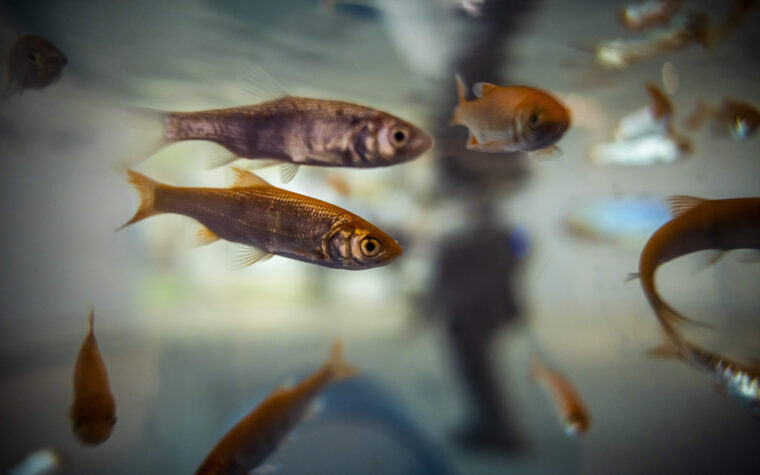 How Do Fish Sleep? | God's World News