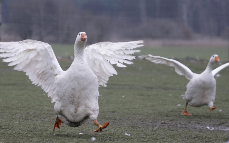 Meet the geese police. | God's World News