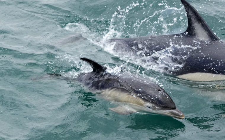 How Do Fish Sleep? | God's World News