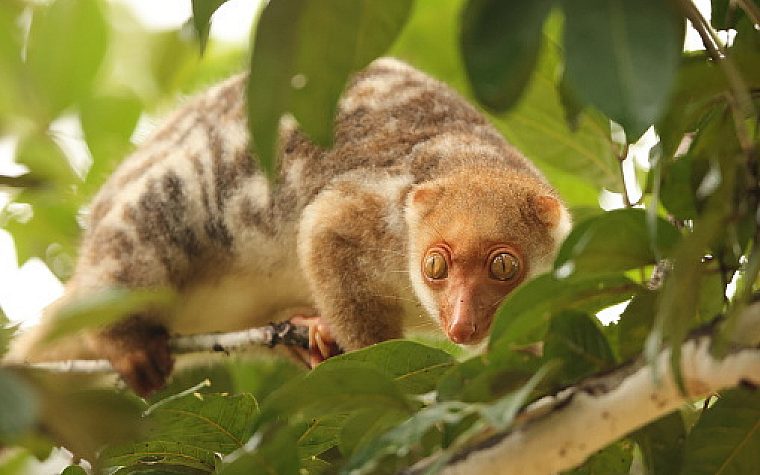 It’s a Wild Life | God's World News