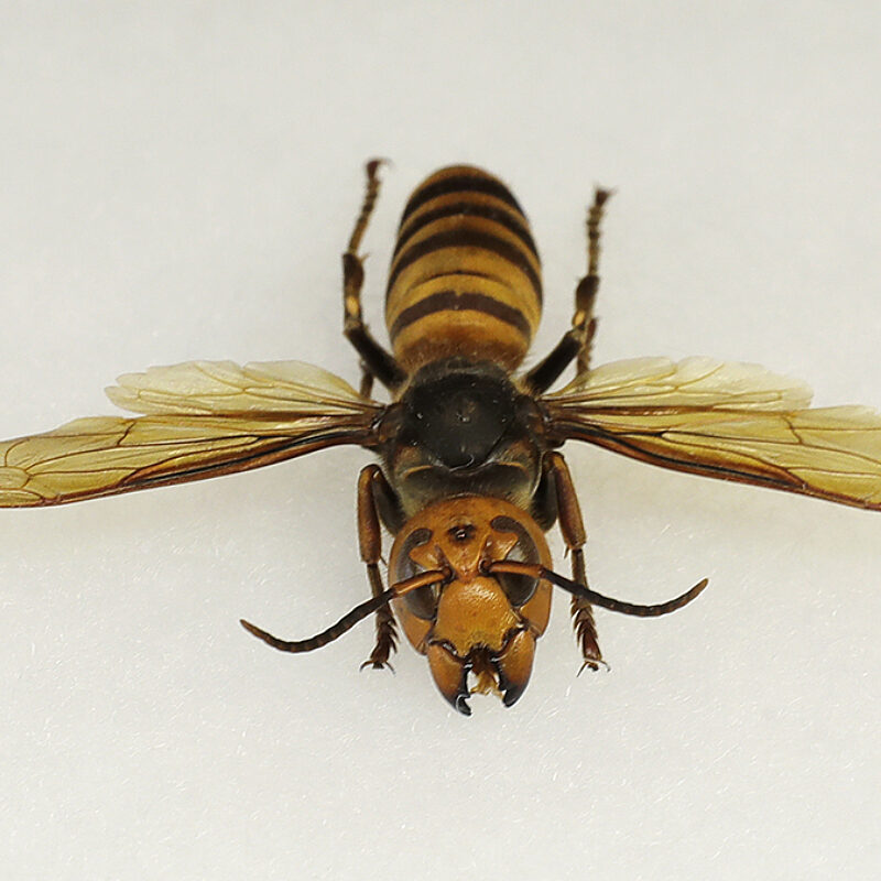 Giant Hornets: Scariest Insect? | God's World News