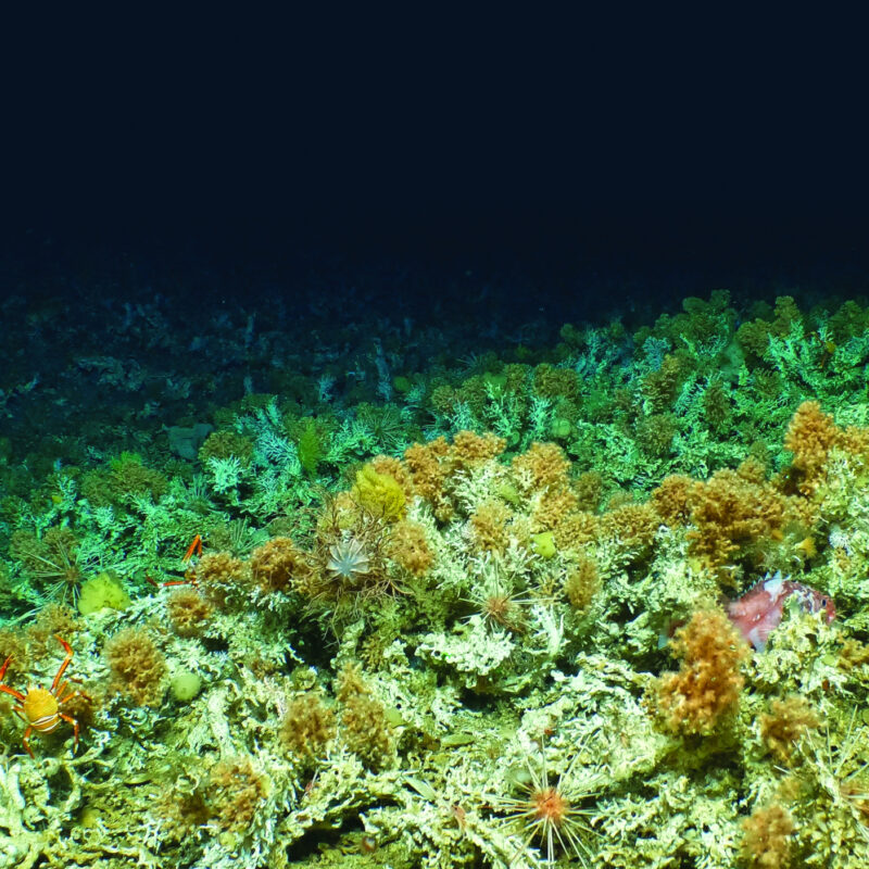 The Reef That Lived | God's World News