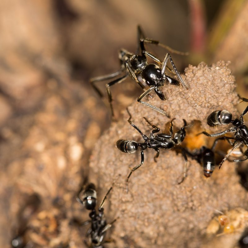 Learn from the ant doctors. | God's World News