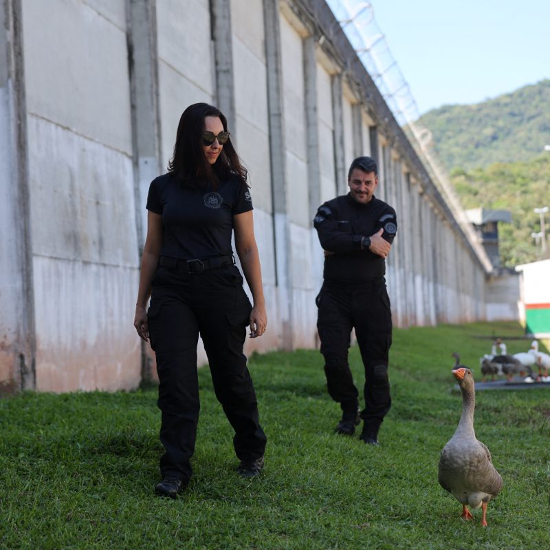 Meet the geese police. | God's World News
