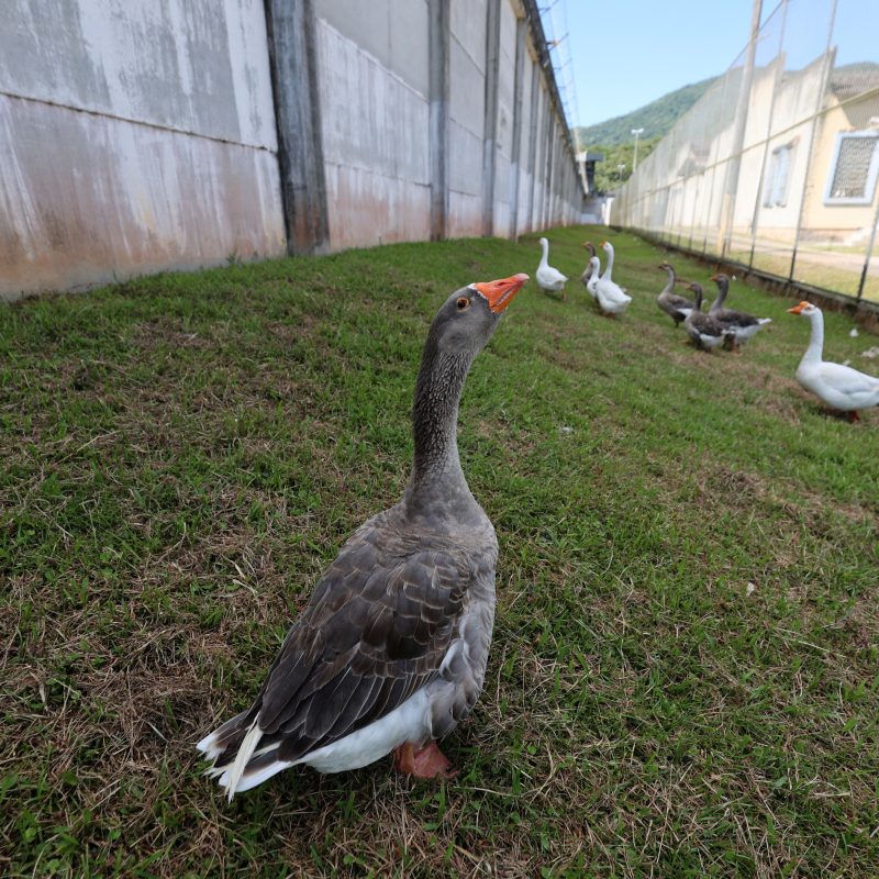 Meet the geese police. | God's World News