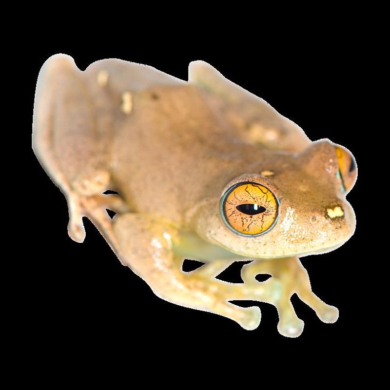 Frog Trek | God's World News
