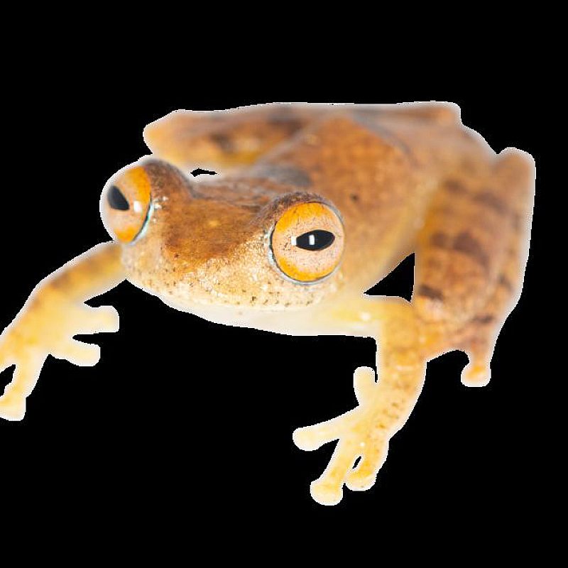 Frog Trek | God's World News