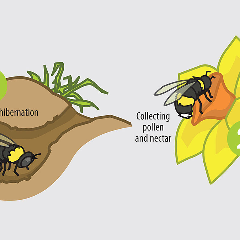 Life Cycle of the Bumble Bee | God's World News
