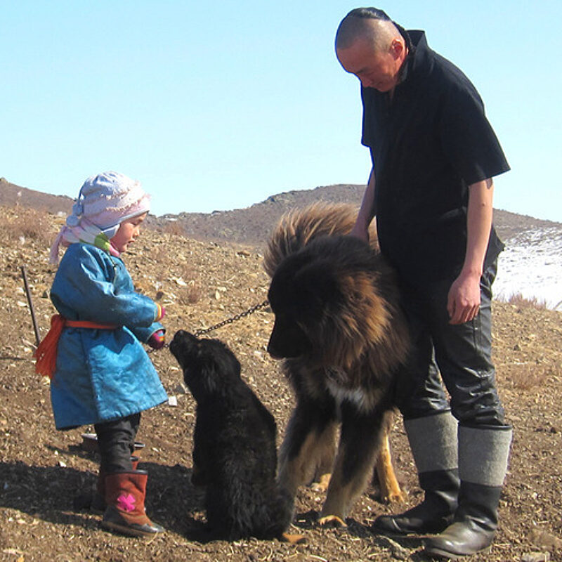 The Right Dog for the Job | God's World News