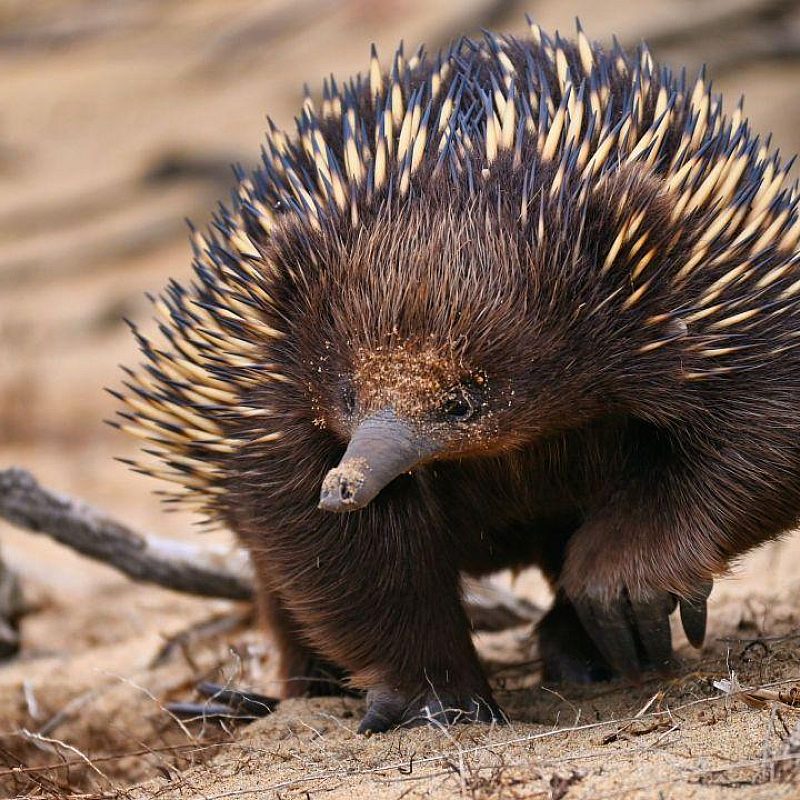 Aha! They spotted it! | God's World News