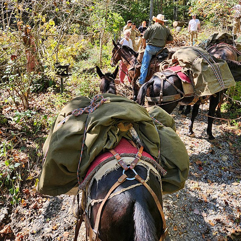 Mules on Mission | God's World News