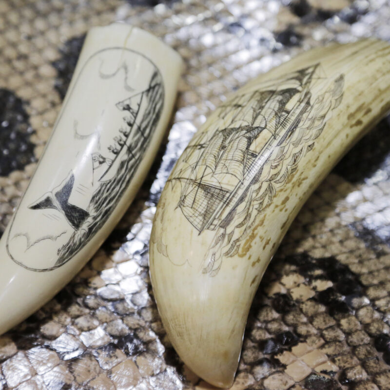 Whale Power! | God's World News