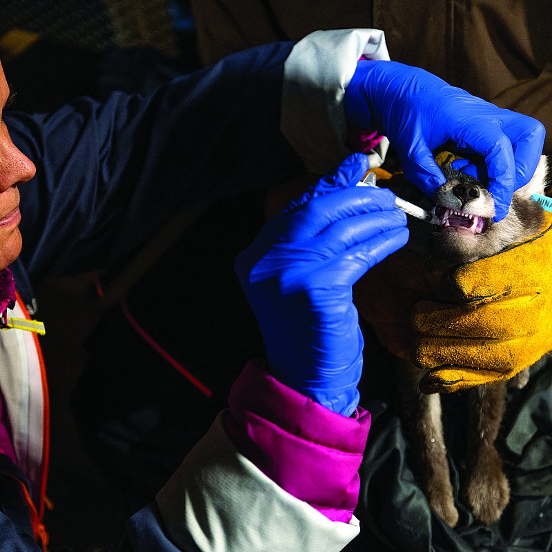 Arctic Foxes | God's World News