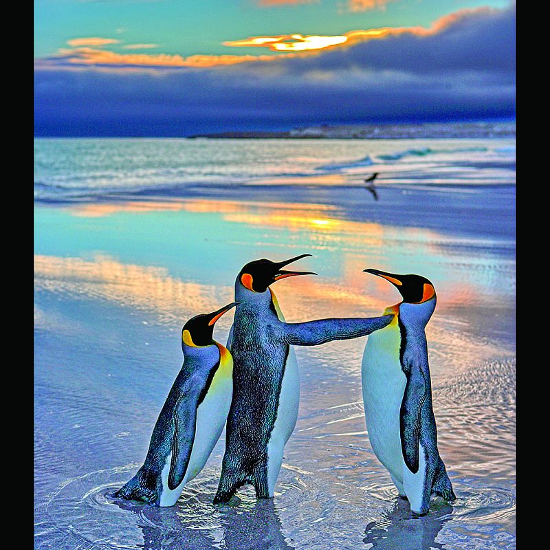 Funny Nature Photos Take the Prize | God's World News