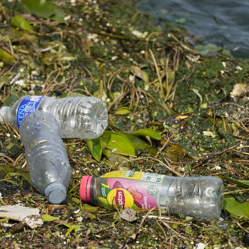 Plastic-Eating Fungus | God's World News