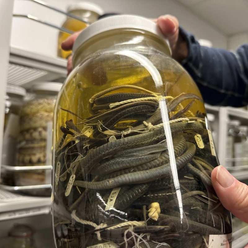 Many Jars of Snakes | God's World News