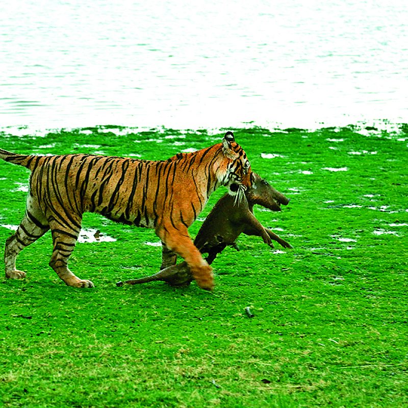 Take the Tiger Tour | God's World News