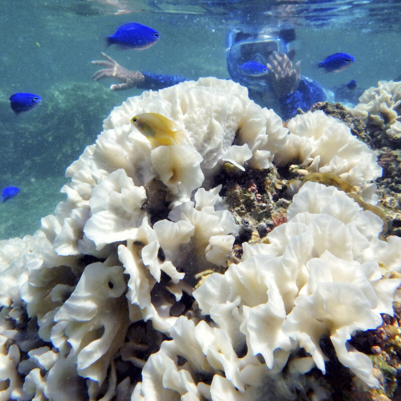What Is Coral? | God's World News