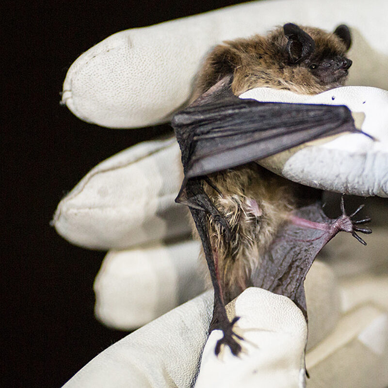 Bat Monitoring Effort Takes Wing | God's World News