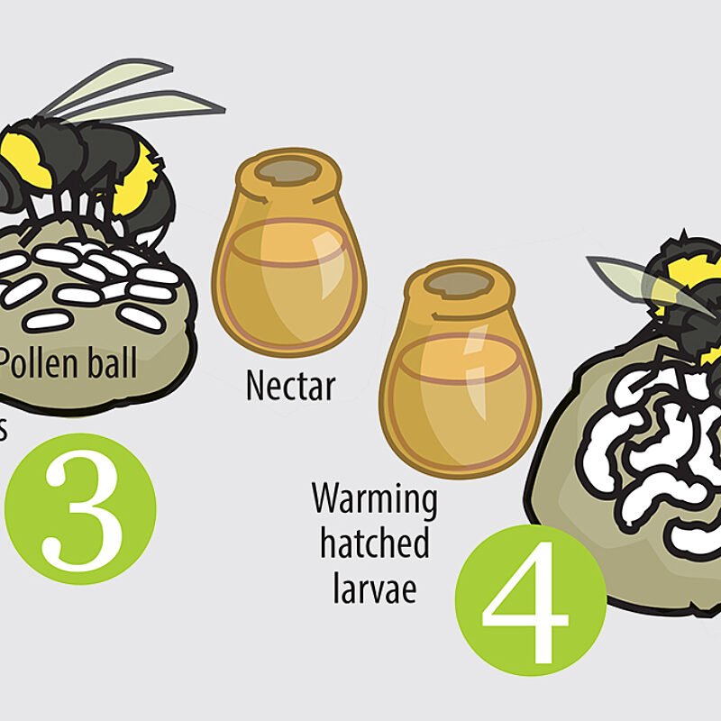 Life Cycle of the Bumble Bee | God's World News