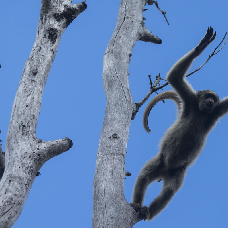 Save the Biggest Monkey | God's World News