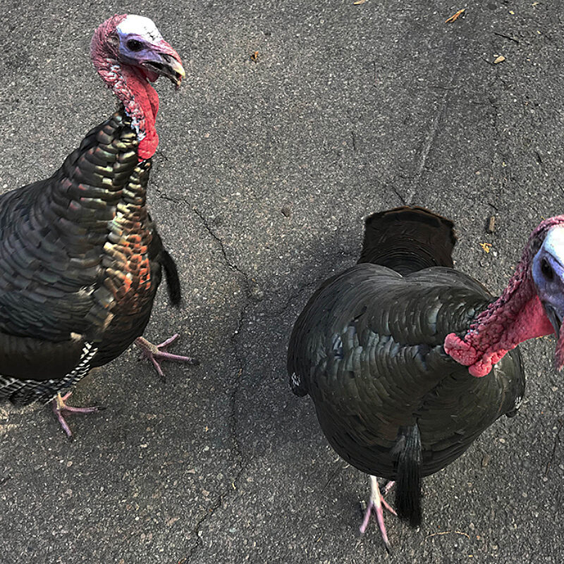 Turkeys—Back to Attack | God's World News