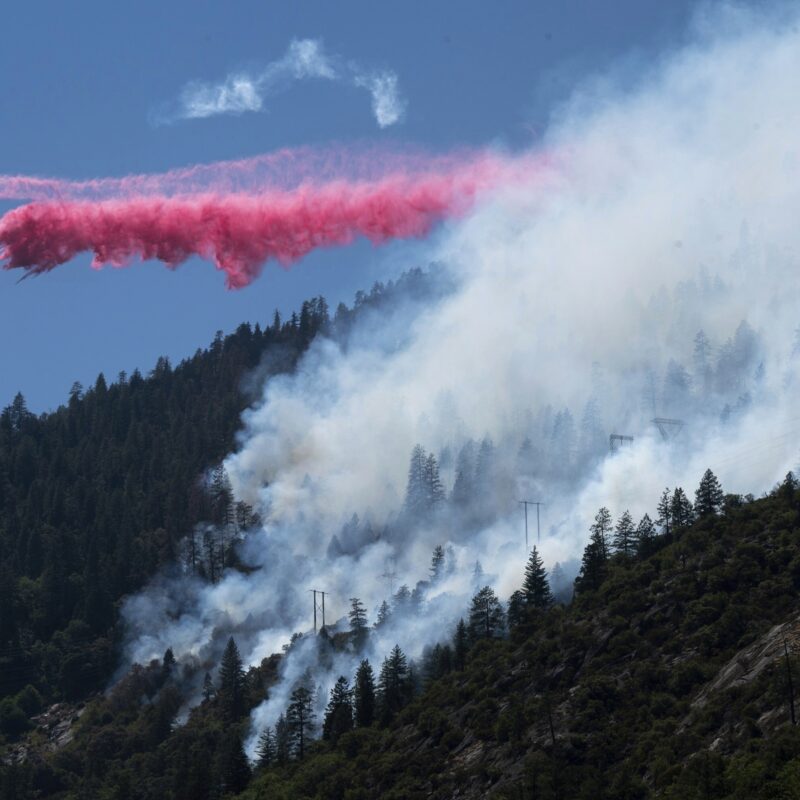 Good Fires in the Forest | God's World News