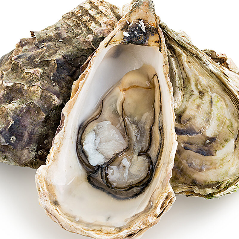 Bivalve Facts | God's World News