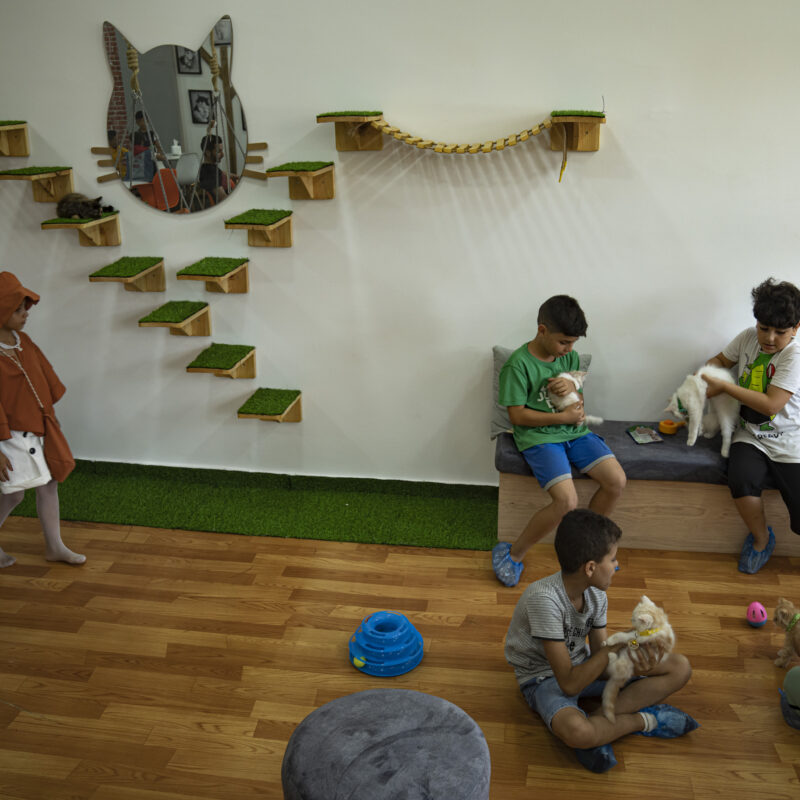 Cats for Gaza | God's World News