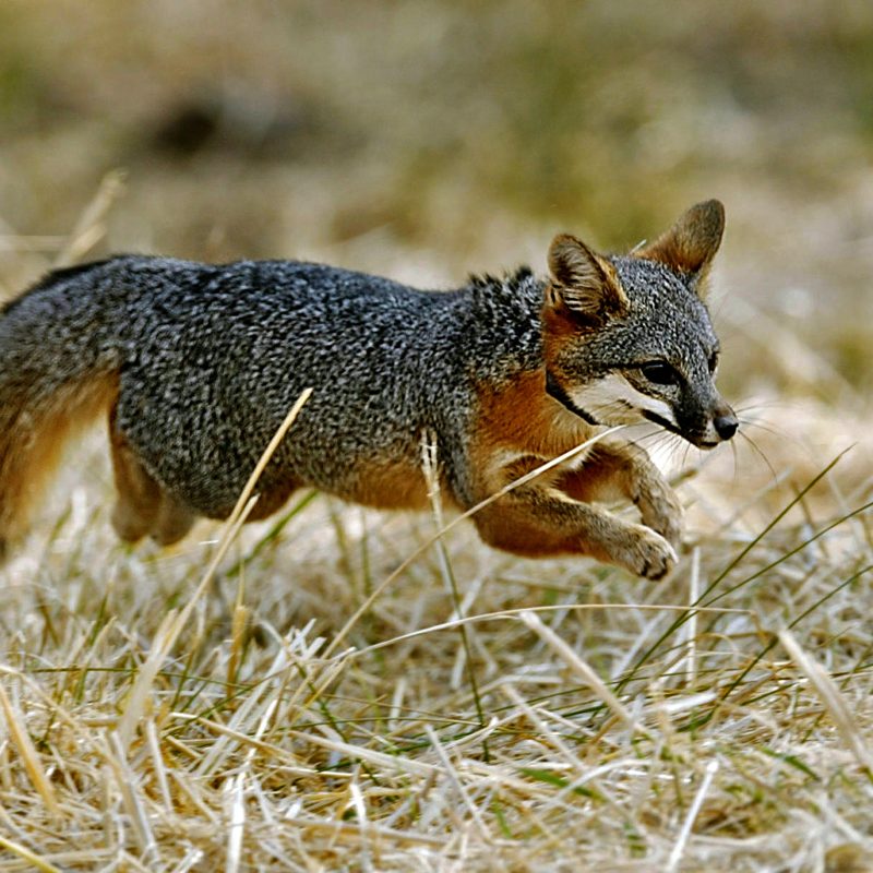 Fox Fact File | God's World News