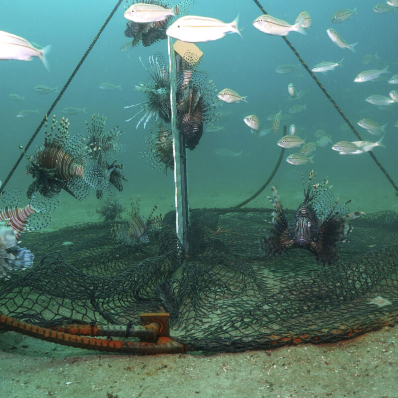 Trapping Lionfish | God's World News