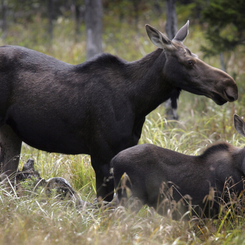 How To Save a Moose | God's World News