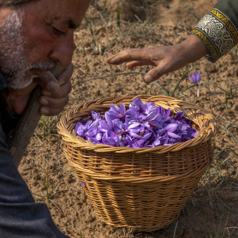 Saffron, Indoors | God's World News