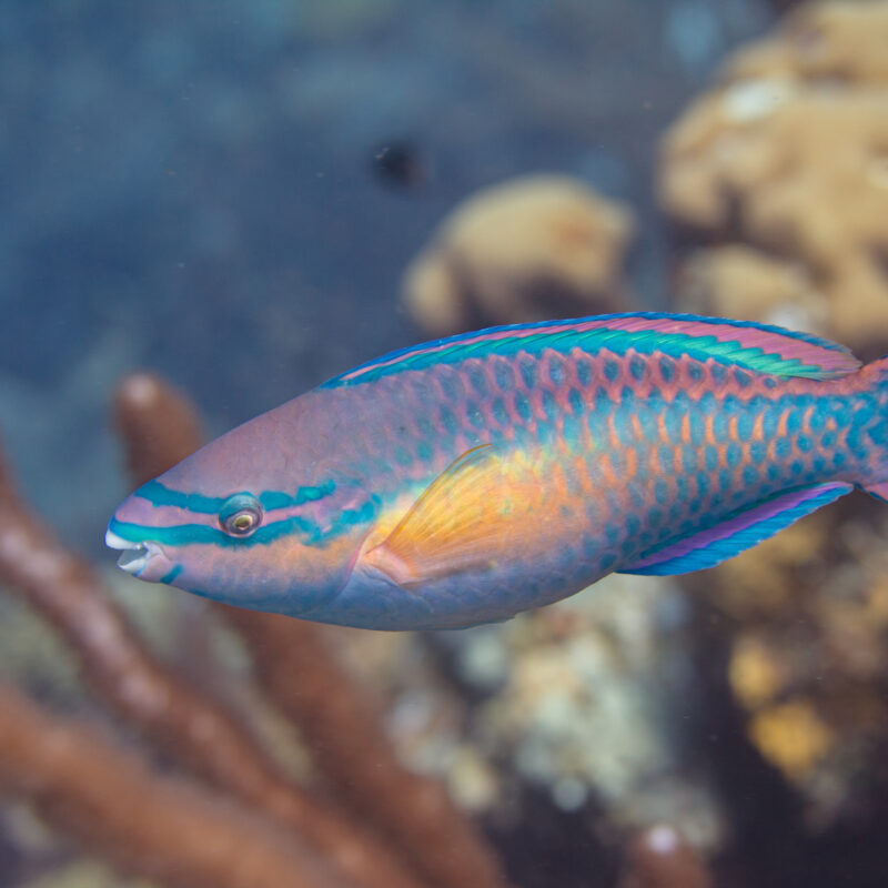 How Do Fish Sleep? | God's World News