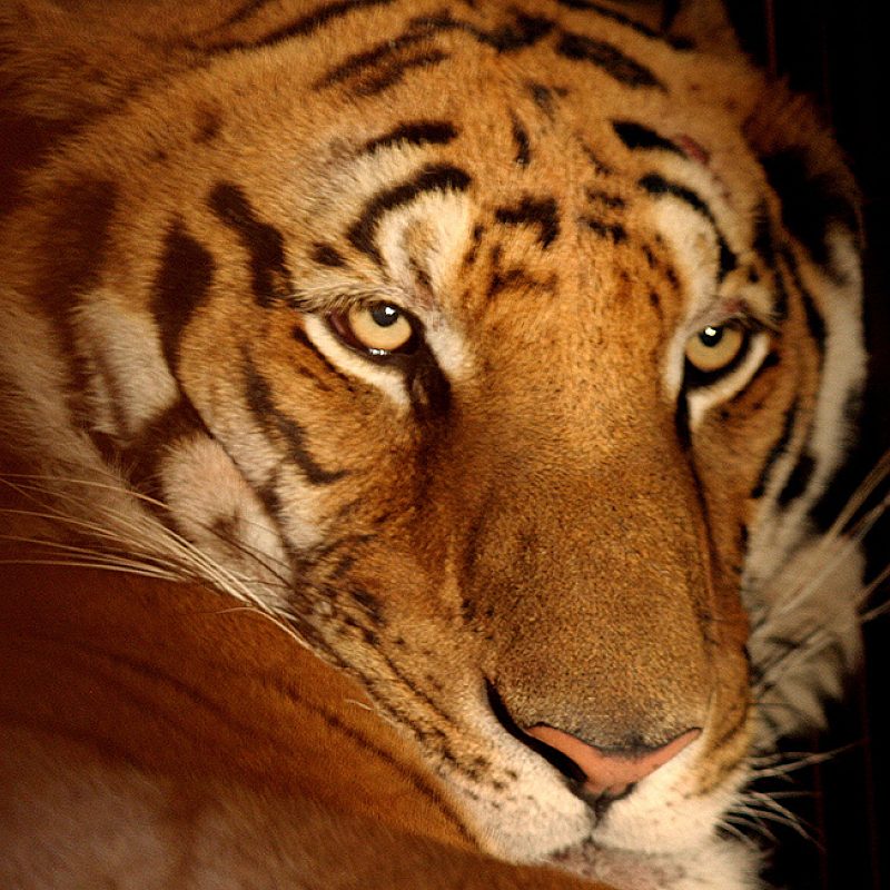 Take the Tiger Tour | God's World News
