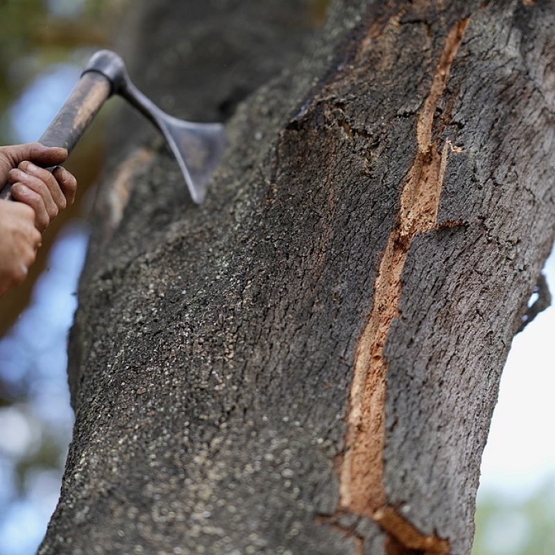 Putting a Cork in Tariffs | God's World News