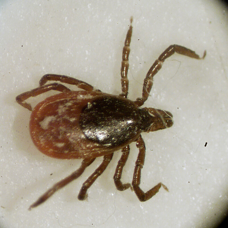 Ticks with Tricks | God's World News