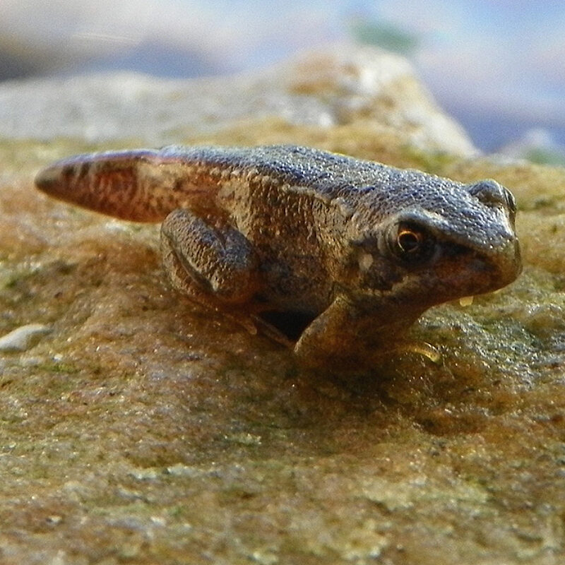 Life Cycle of a Frog | God's World News