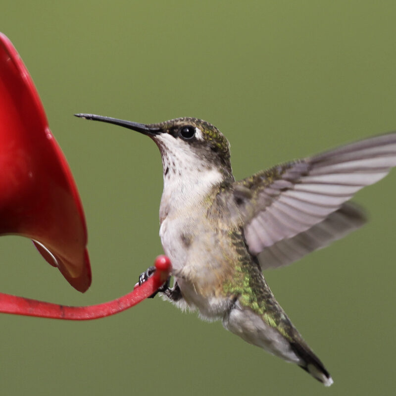 All about Hummingbirds | God's World News