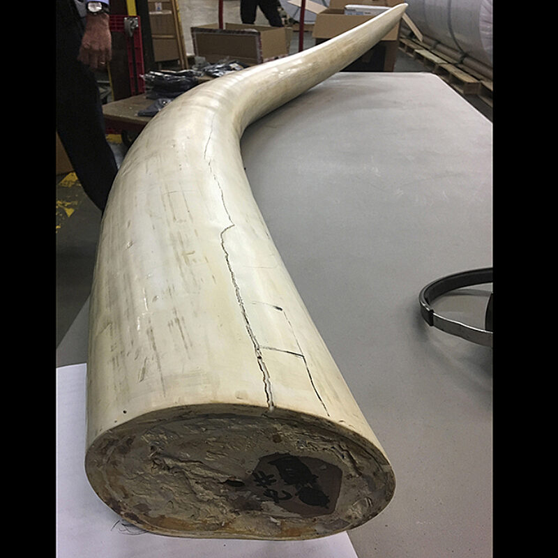 What Is Ivory? | God's World News