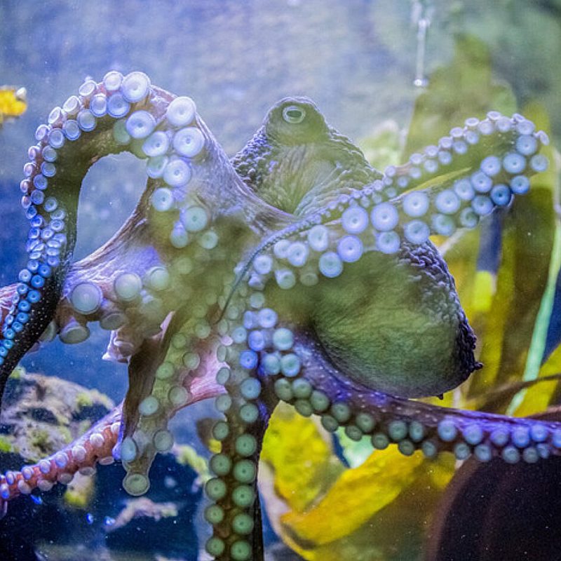 Octopus Care 101 | God's World News
