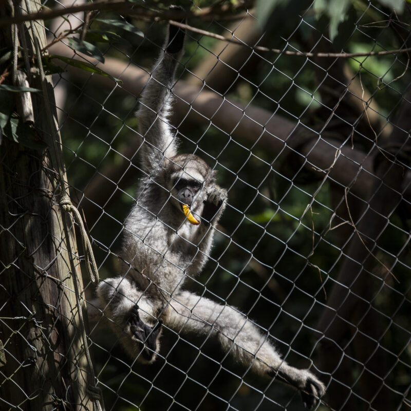 Save the Biggest Monkey | God's World News